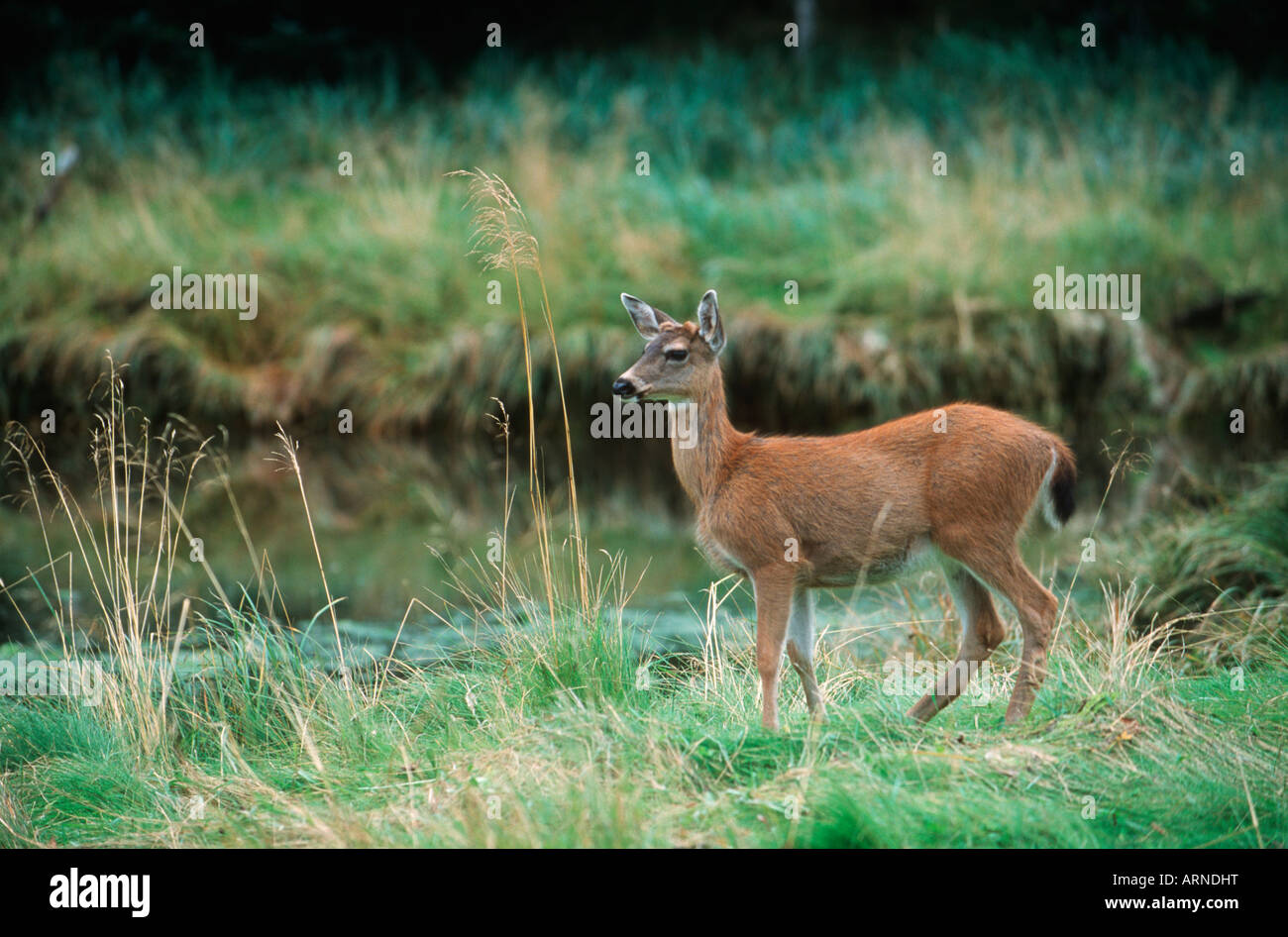 Queen Charlotte Islands - Hadia Gwaii - Sitka Blacktail deer, British ...