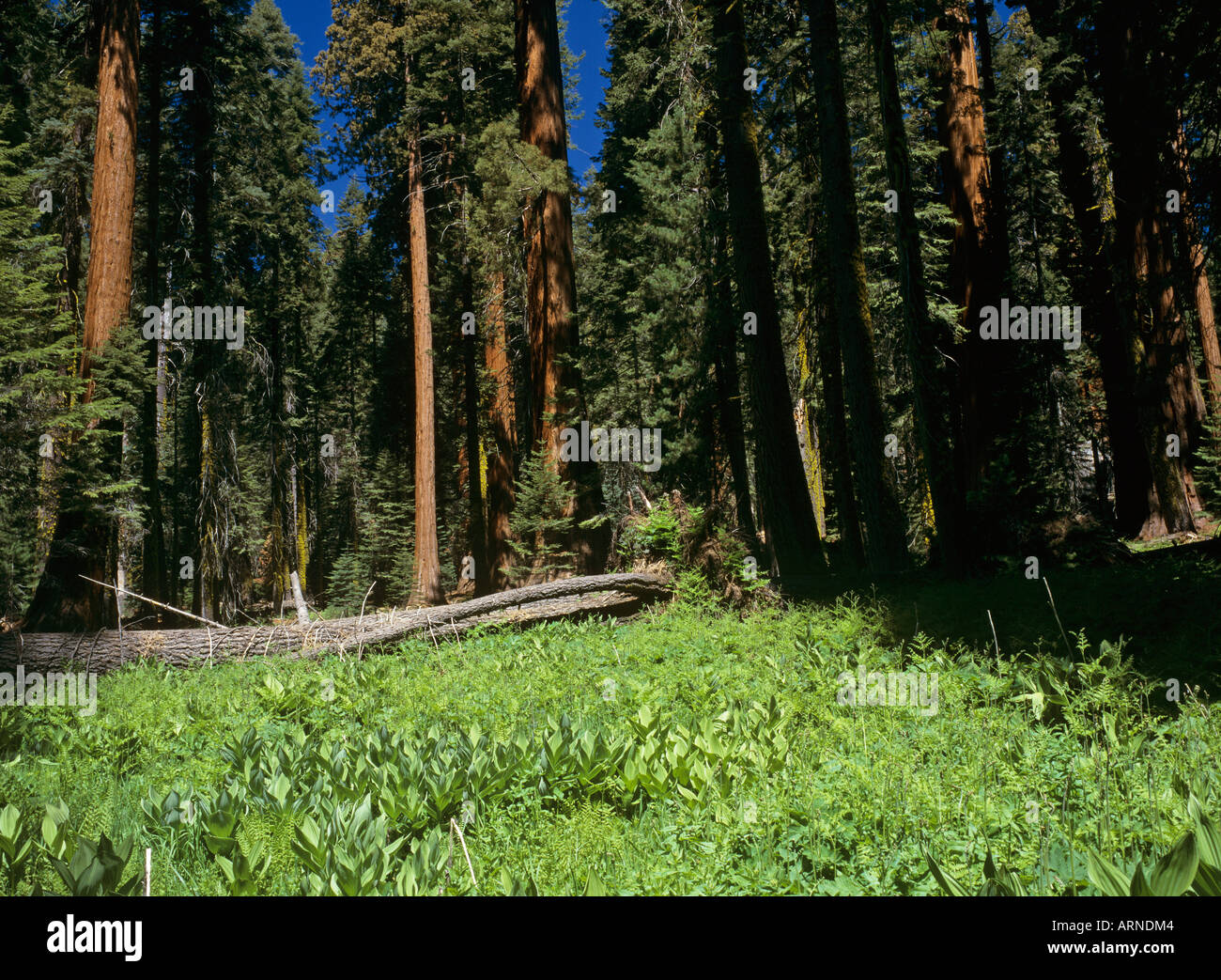 Branches giant sequoia tree sequoiadendron hi-res stock photography and ...