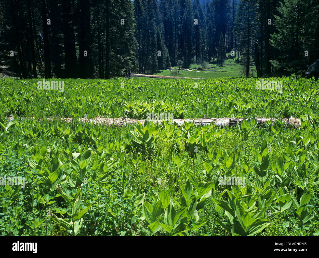 Giant sequoia tree branches hi-res stock photography and images - Alamy