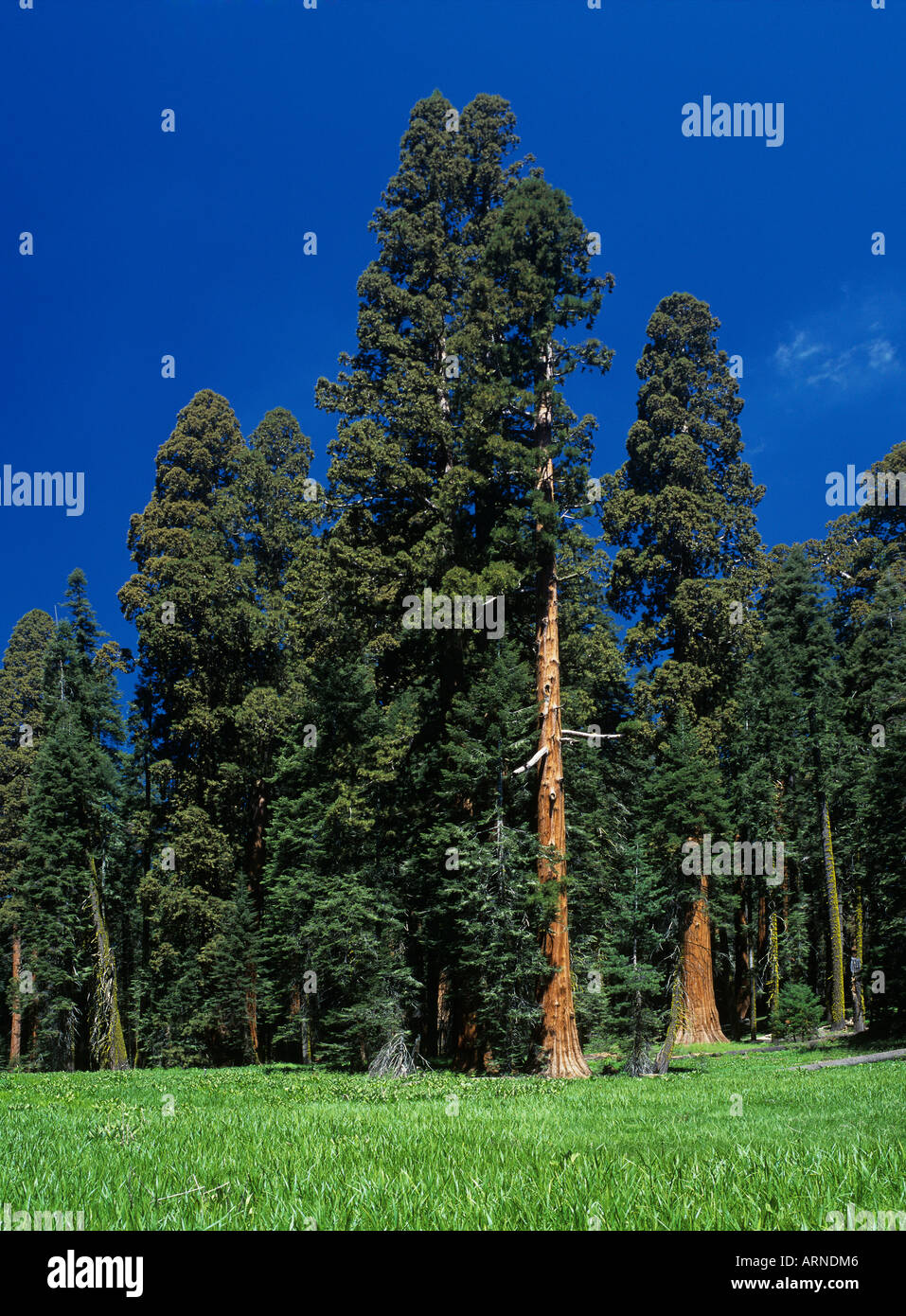 Sequioas hi-res stock photography and images - Alamy