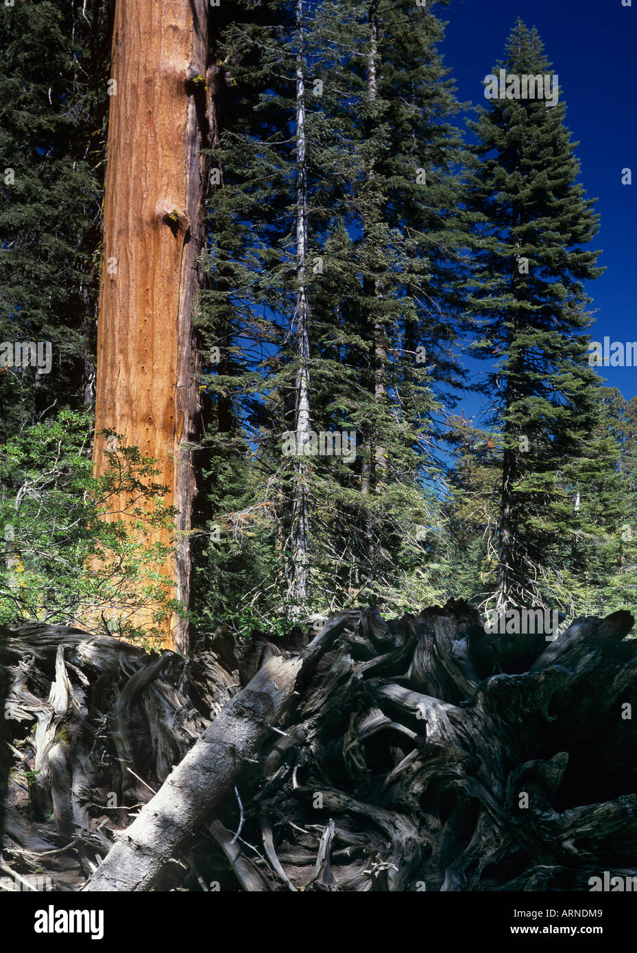 Giant Sequioas (Sequoiadendron giganteum), Sequoia NP, California, USA ...