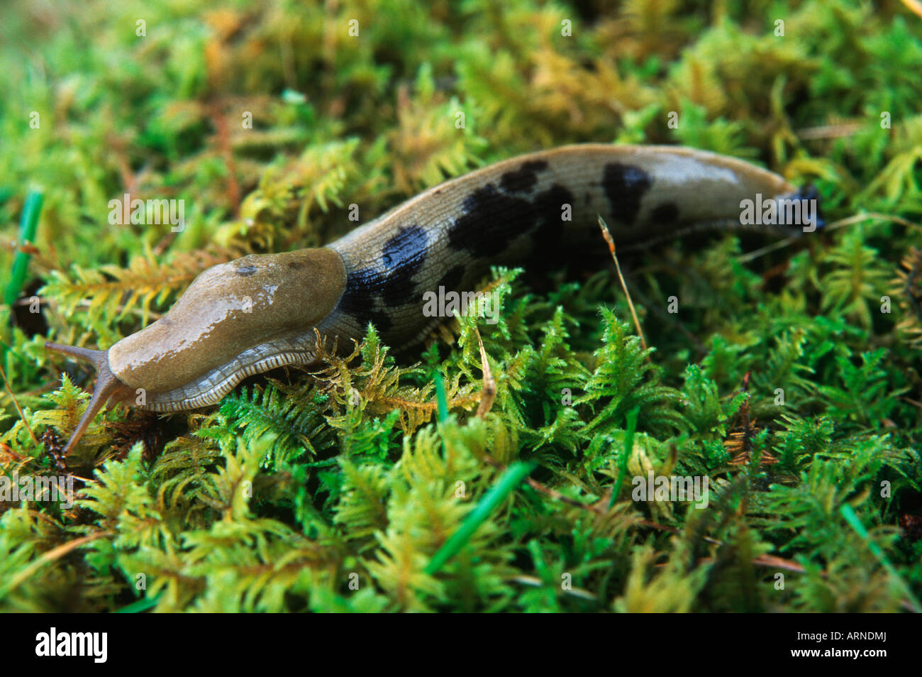 Queen Charlotte Islands - Hadia Gwaii - banana slug, British Columbia ...