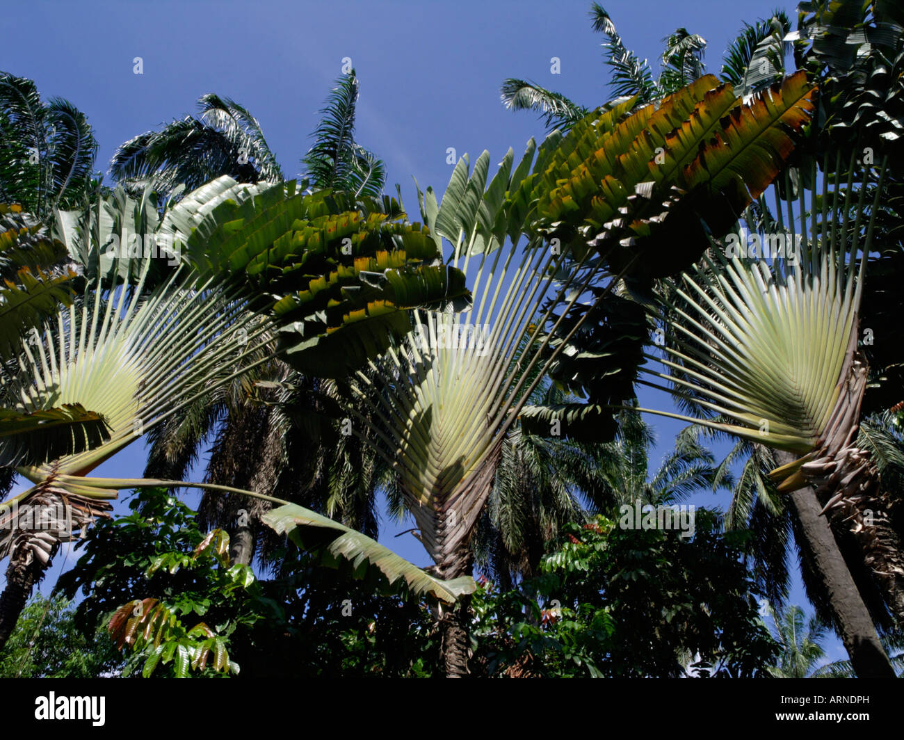Traveller's tree (Ravenala madagascariensis Stock Photo - Alamy
