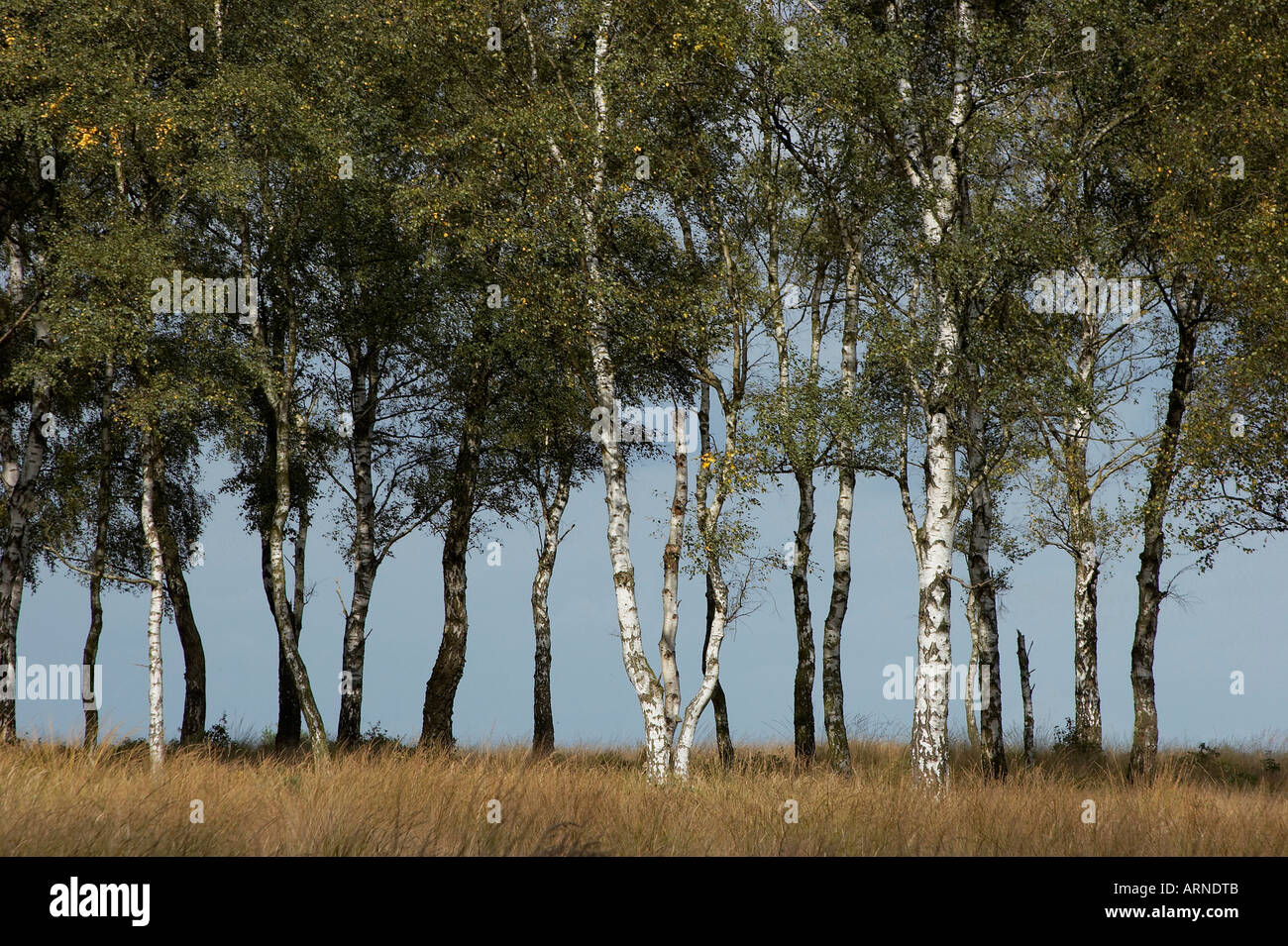 Avenue of birches hi-res stock photography and images - Alamy