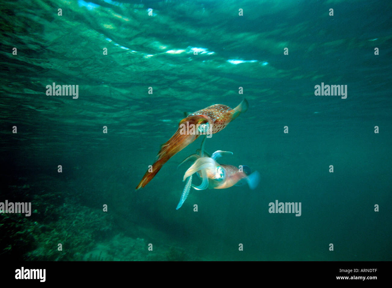 Caribbean reef squid mating hi-res stock photography and images - Alamy