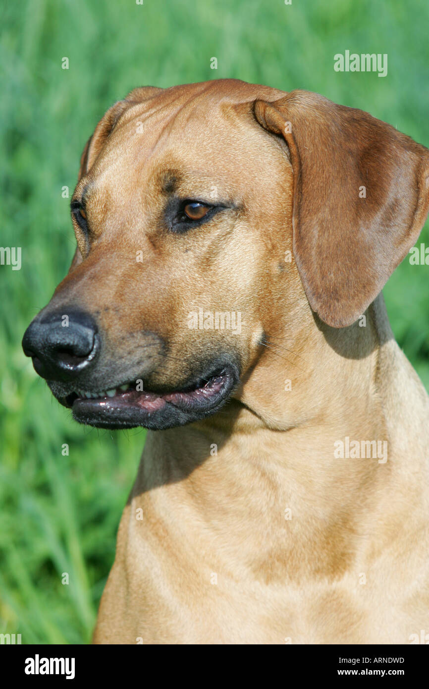 Brown rhodesian ridgeback hi-res stock photography and images - Alamy