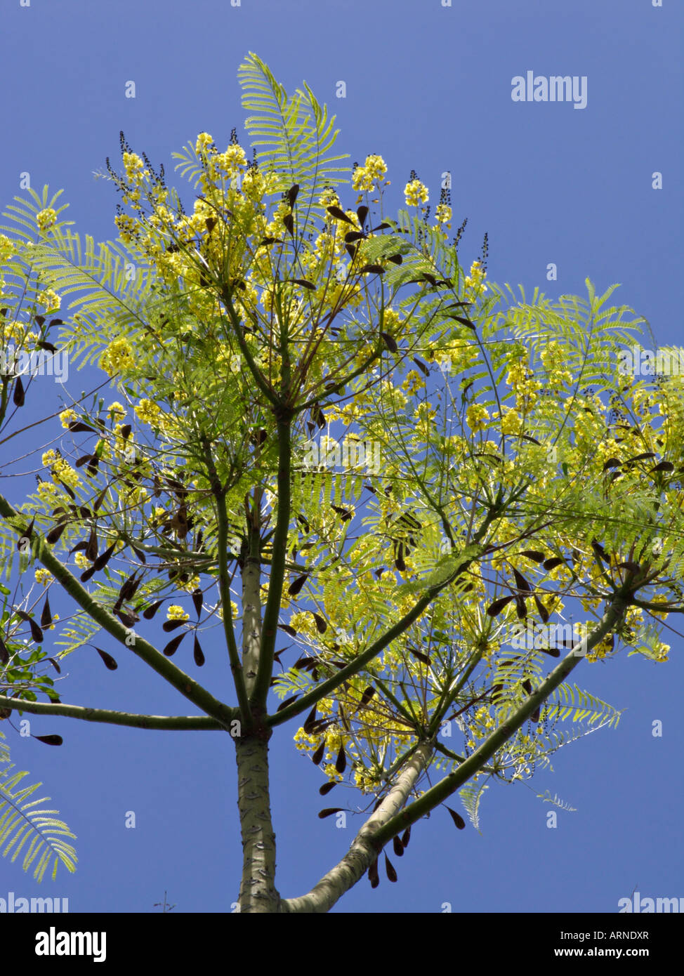 Brazilian firetree (Schizolobium parahyba Stock Photo - Alamy