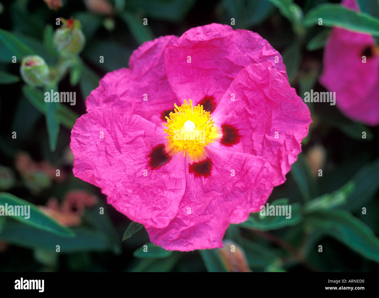 cistus purpureus sun rose Stock Photo - Alamy