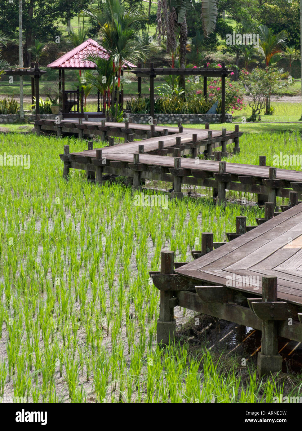 Paddy field, Taman Pertanian, Shah Alam, Malaysia Stock Photo - Alamy