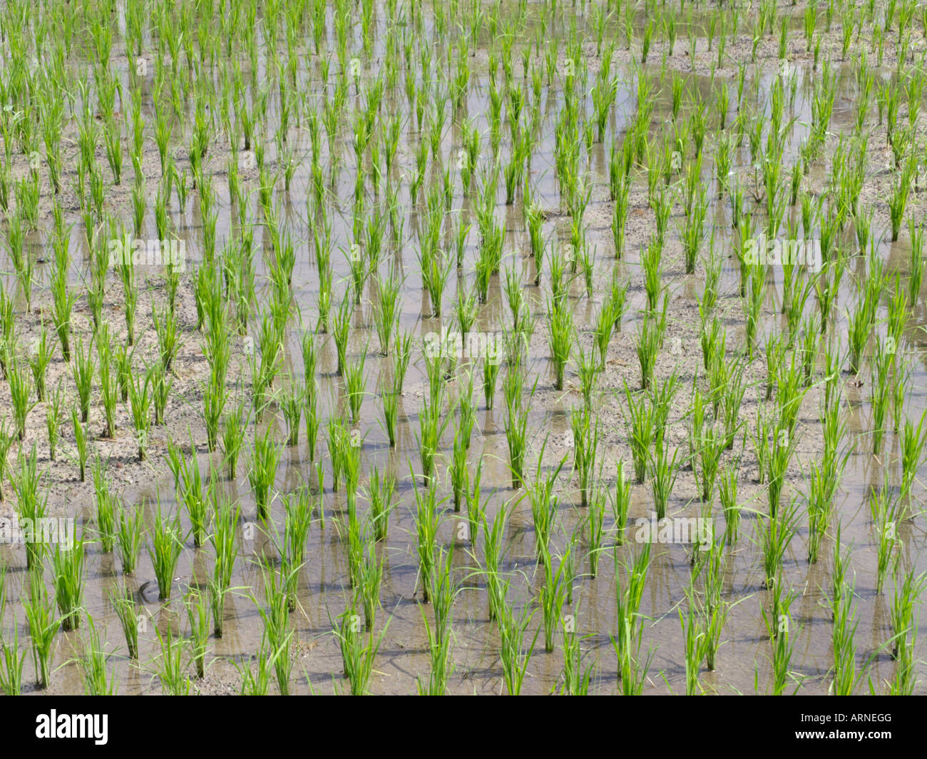Asian rice (Oryza sativa Stock Photo - Alamy