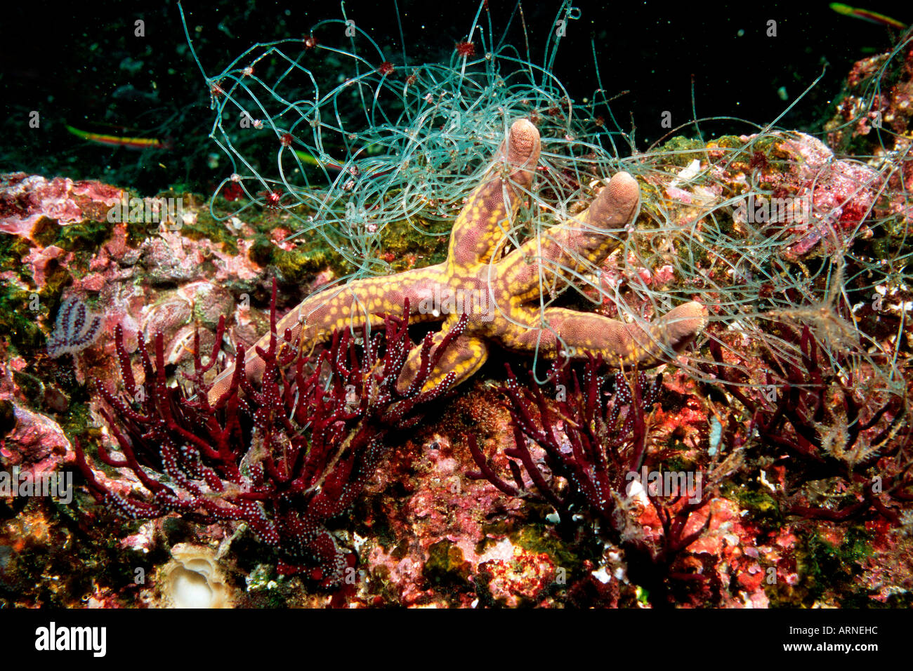 Animals like this Yellow spotted star Pharia pyramidata are caught and ...