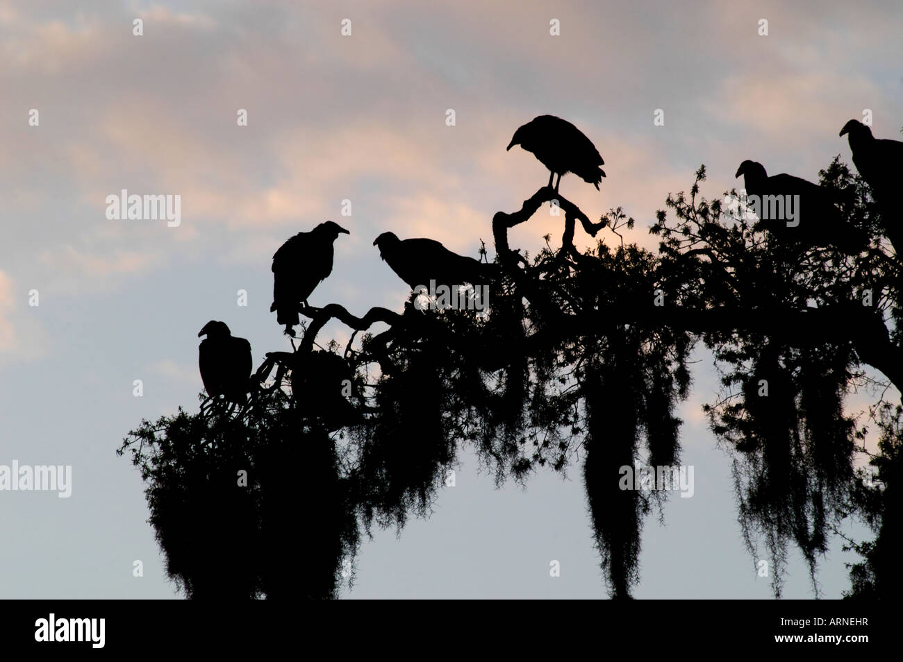Black vulture flock myakka state park florida bird perch spanish moss ...