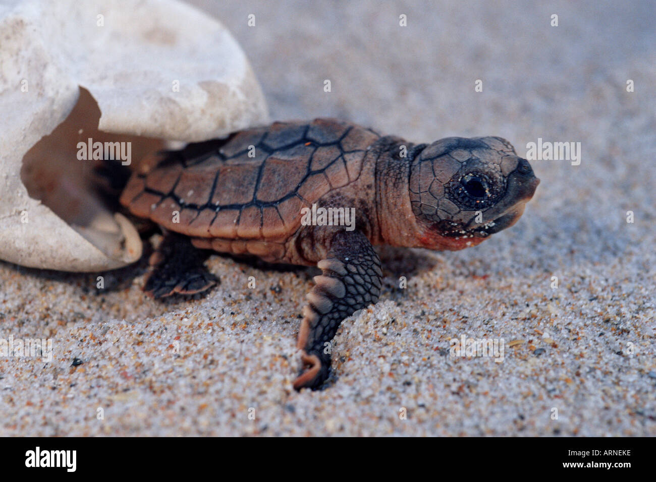 Loggerhead turtle Caretta caretta is endangered A nest contains about ...