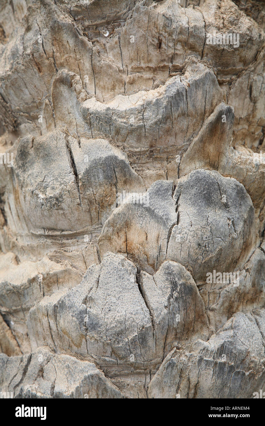 Date trunk hi-res stock photography and images - Alamy