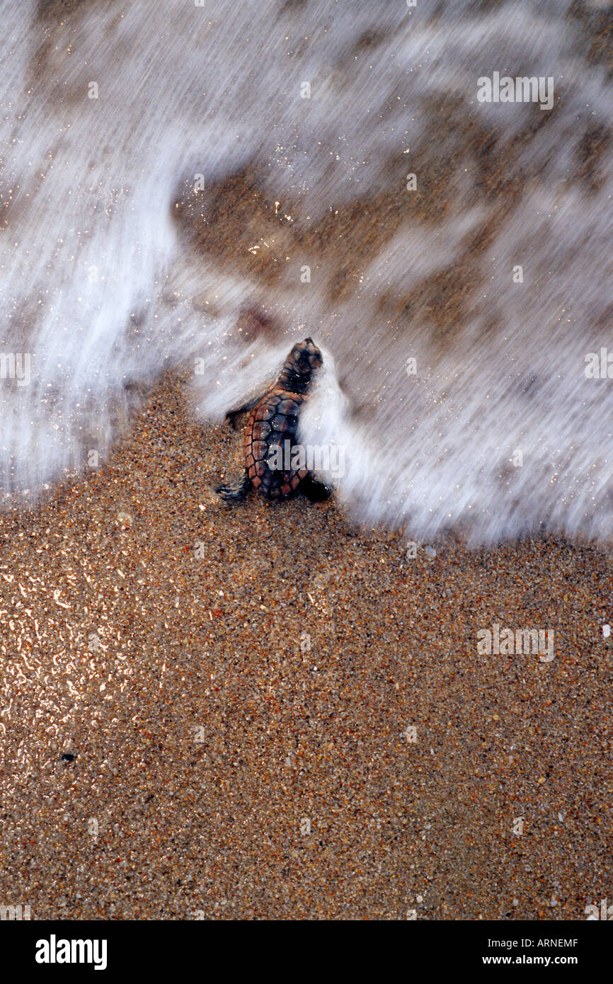 Loggerhead turtle Caretta caretta is endangered A nest contains about ...