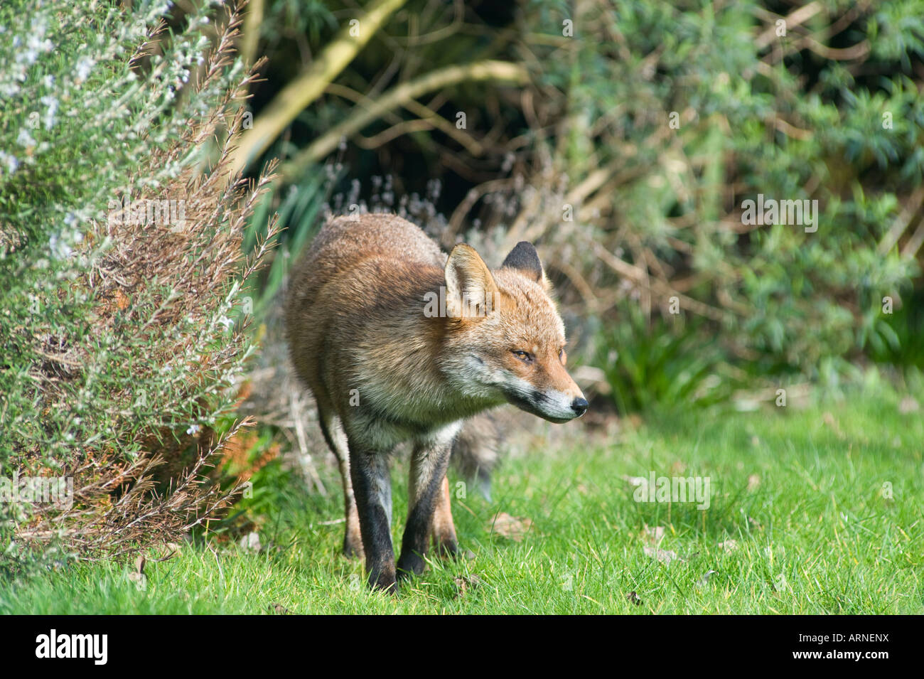 wild fox in suburban garden Stock Photo - Alamy