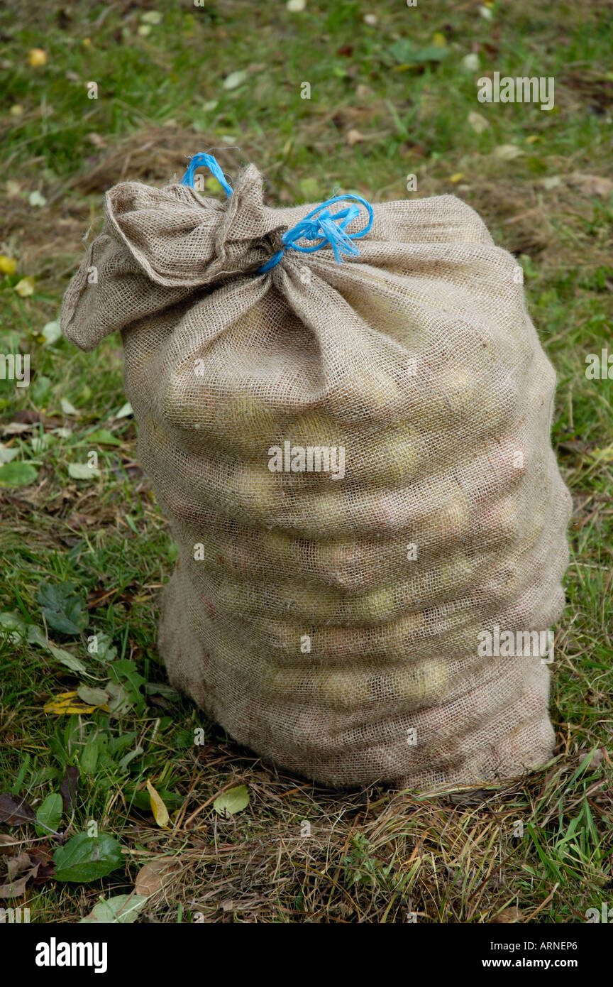 Harvest time: A sack full of apples Stock Photo - Alamy