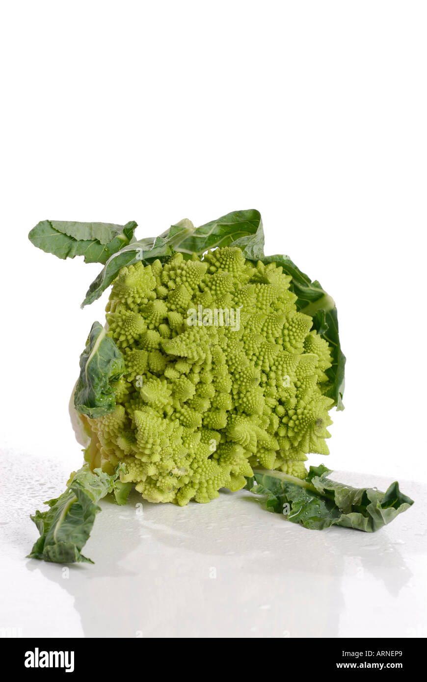 Broccoflower Brassica oleracea Stock Photo - Alamy