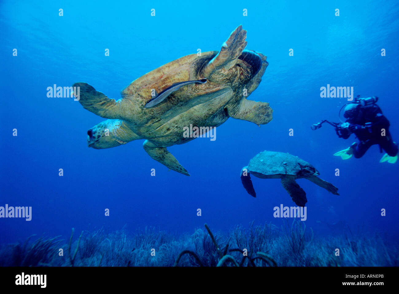 Loggerhead turtles Caretta caretta can be 3 feet long and weigh 350 ...