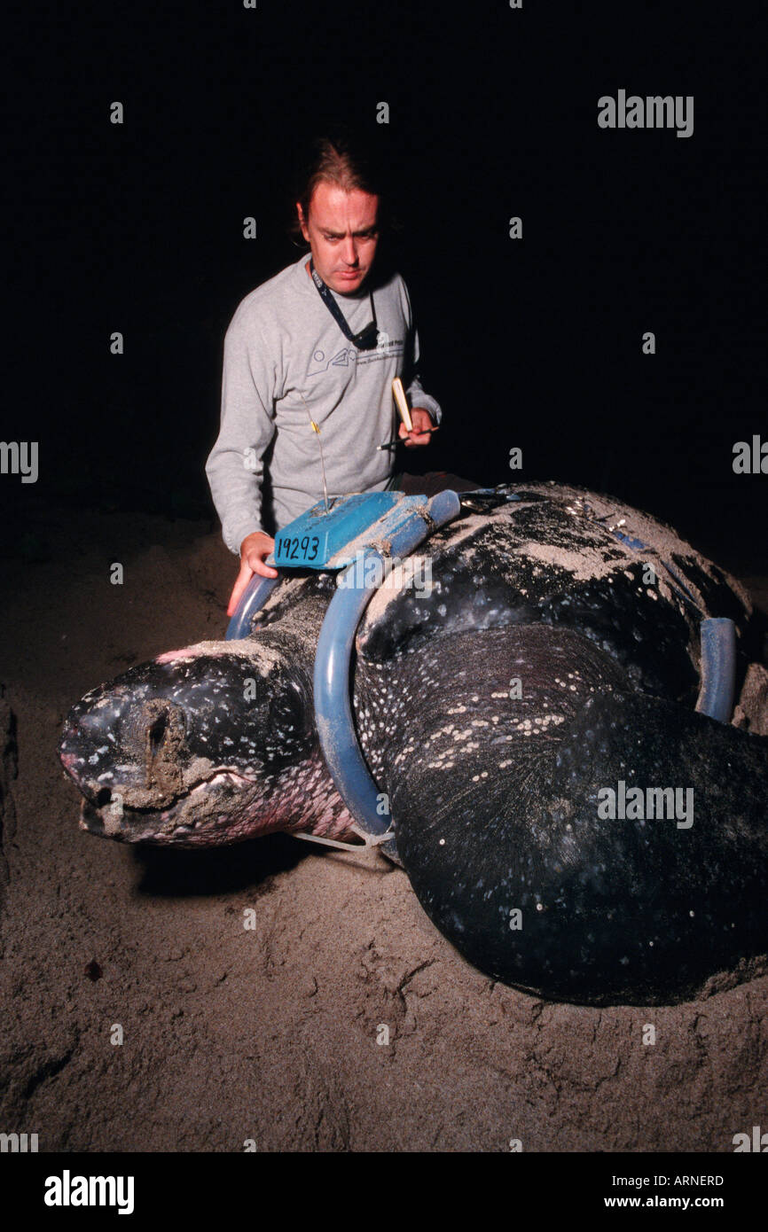 The Leatherback Turtle Dermochelys coriacea is a deep diving open ocean ...