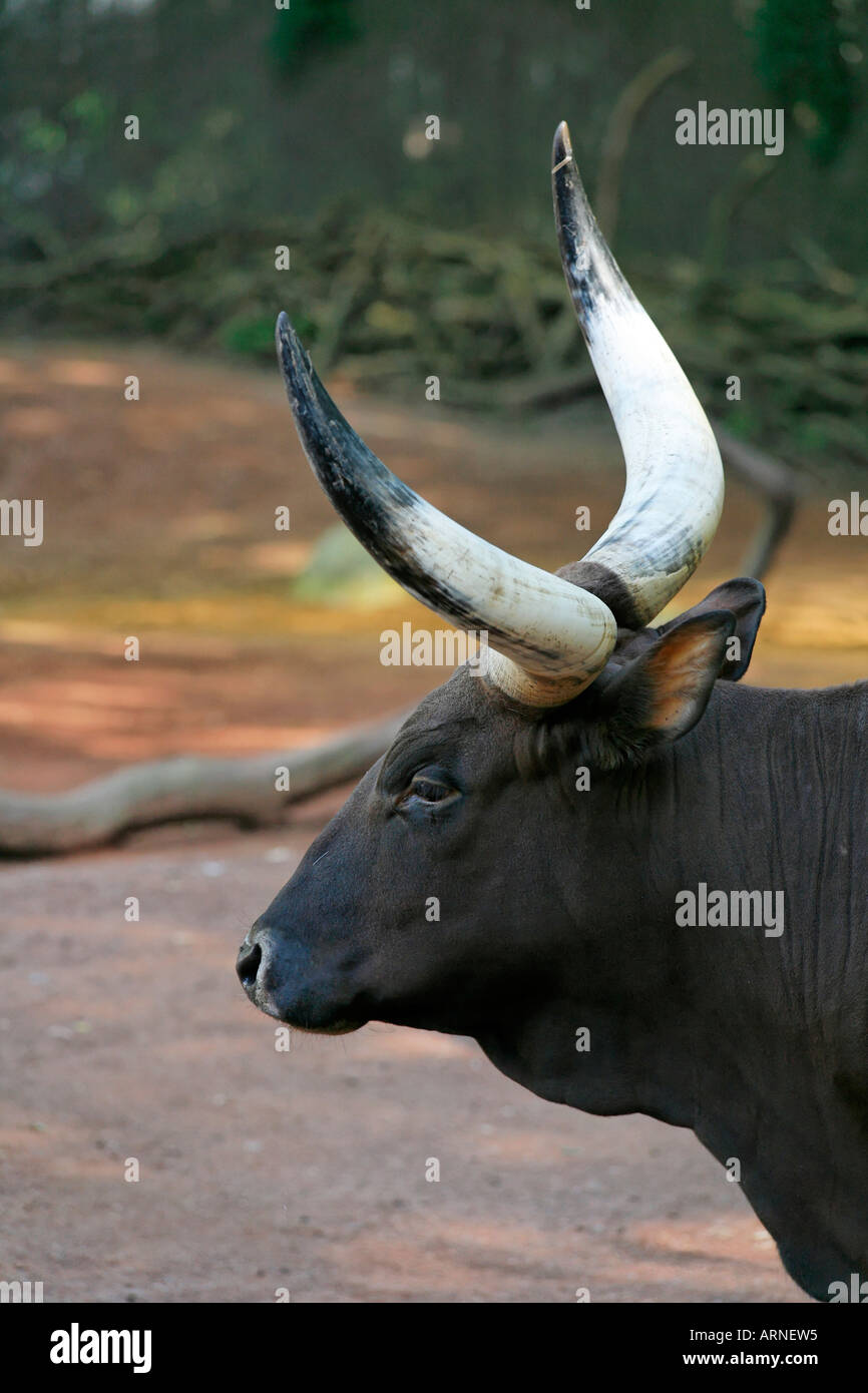Aurochs (Bos primigenius taurus), portrait Stock Photo - Alamy
