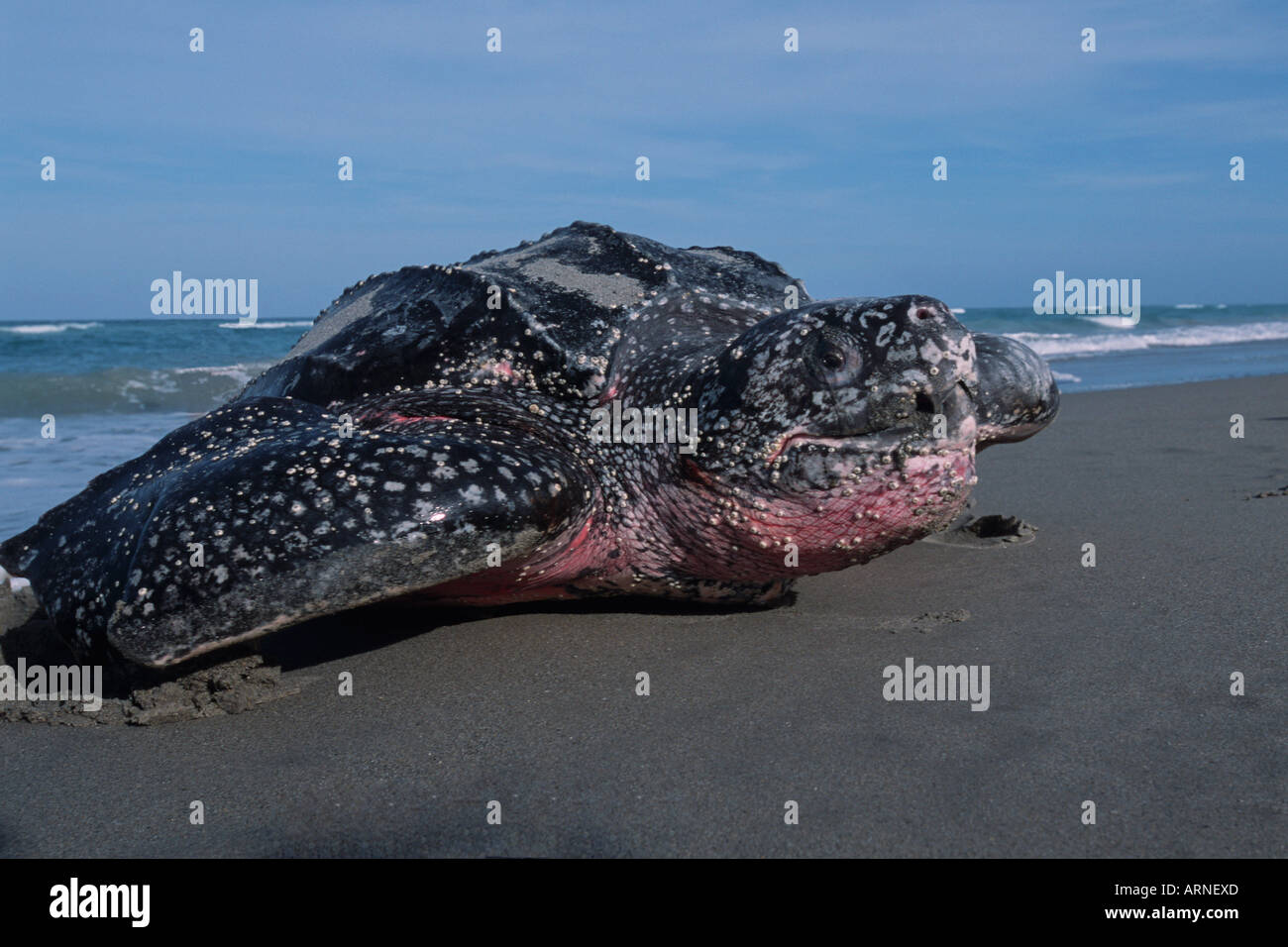 The Leatherback Turtle Dermochelys coriacea is a deep diving open ocean ...