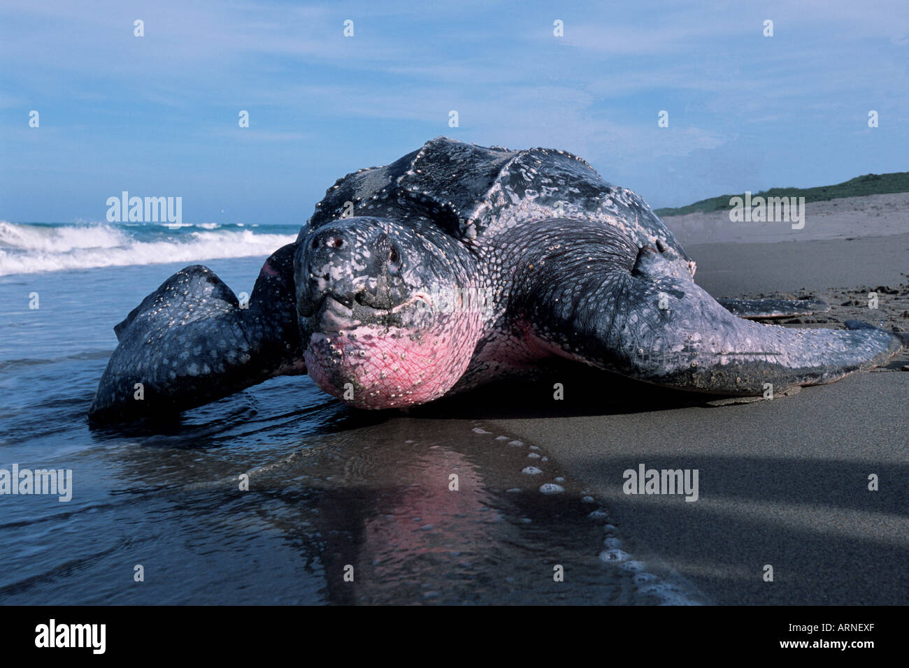The Leatherback Turtle Dermochelys coriacea is a deep diving open ocean ...