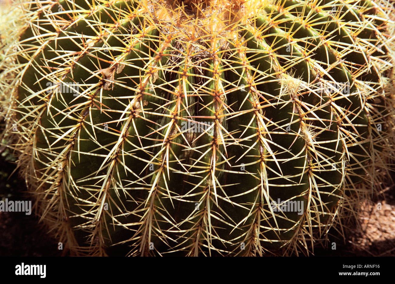 Marimurtra botanical garden hi-res stock photography and images - Alamy