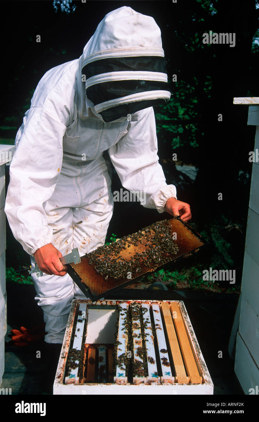 Harbour insects hi-res stock photography and images - Alamy