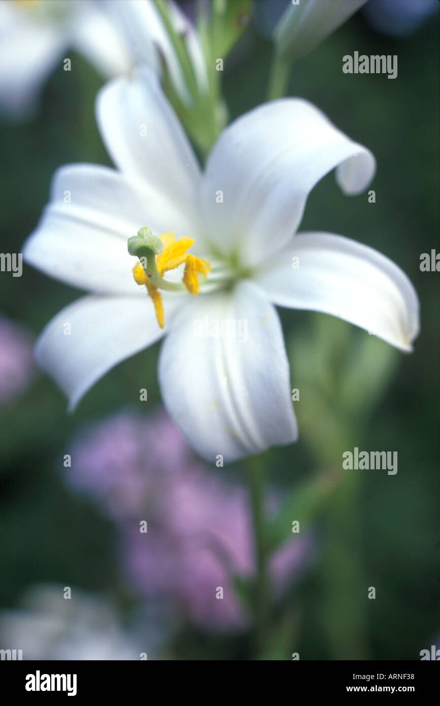 Madonna lily bulb hi-res stock photography and images - Alamy