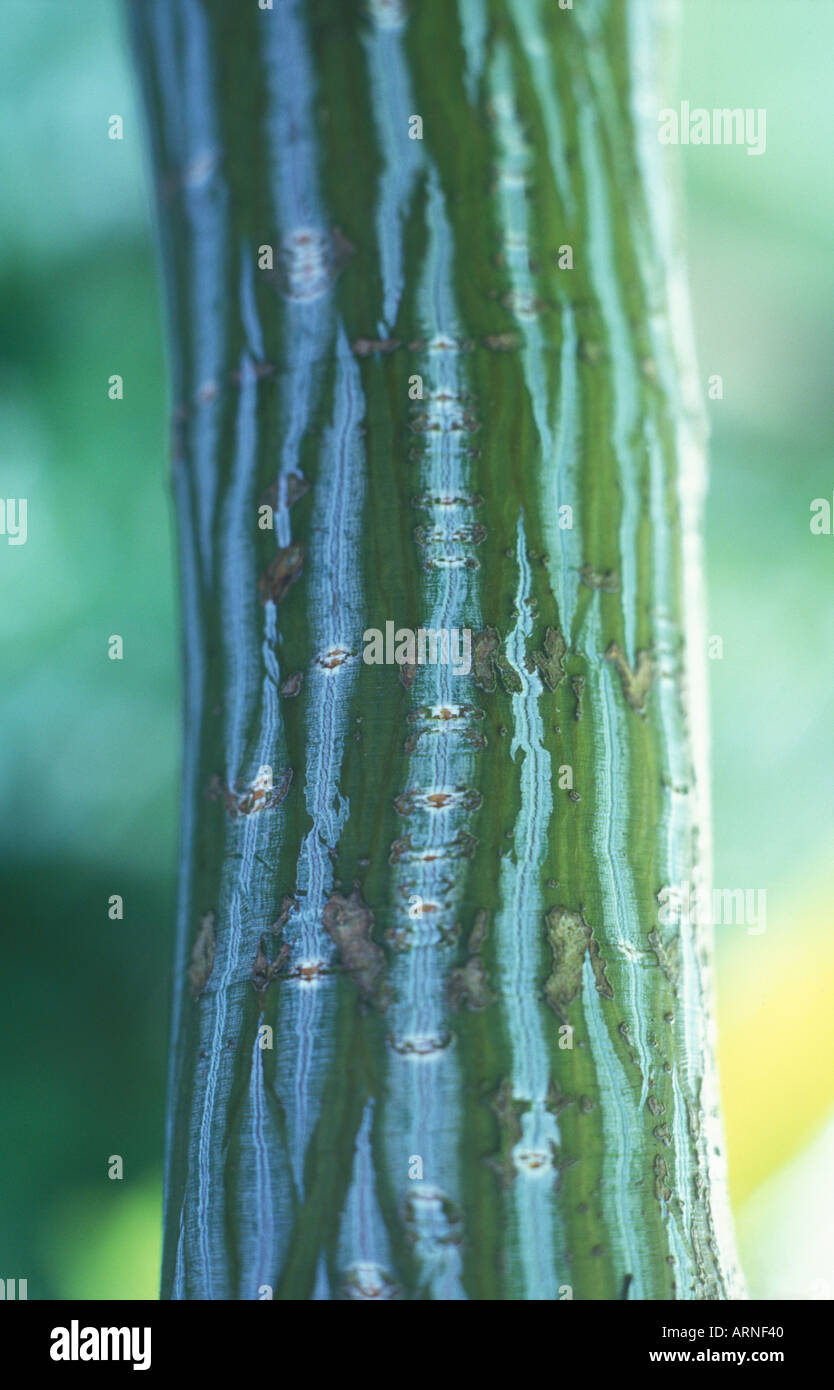 detail of the trunk of a snake bark maple tree Stock Photo - Alamy