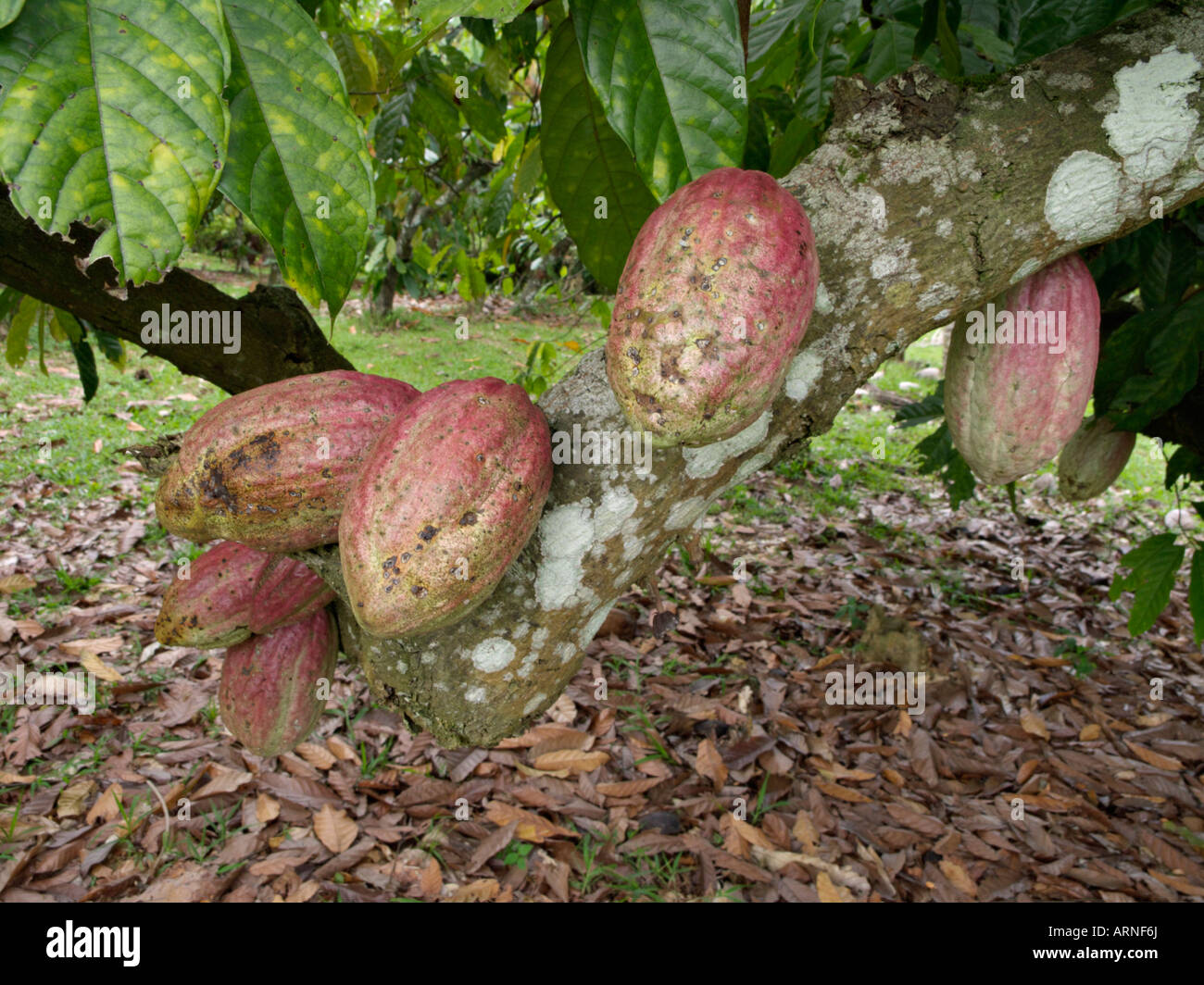 Theobroma species hi-res stock photography and images - Alamy