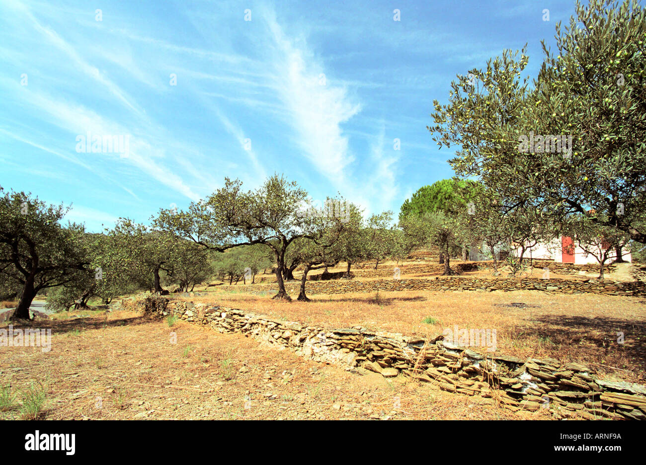 Olive trees Costa Brava Spain Stock Photo - Alamy