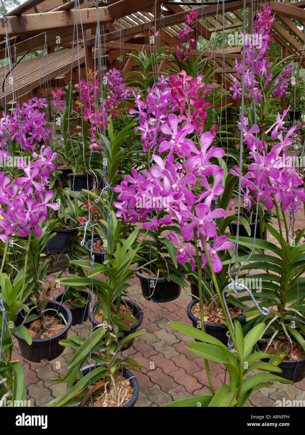 Mokara orchids hi-res stock photography and images - Alamy