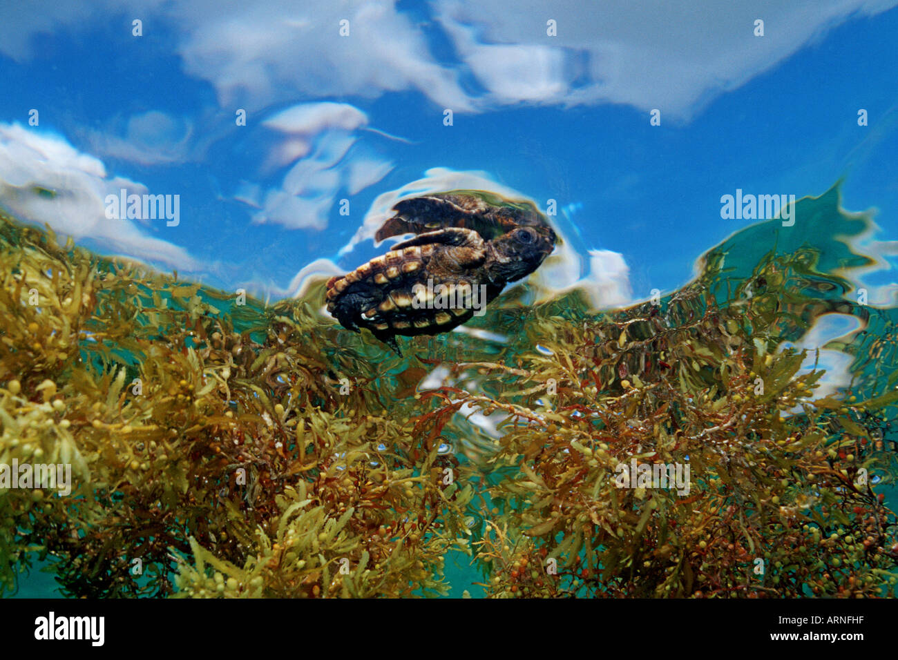 Loggerhead turtle Caretta caretta is found in oceans worldwide They are ...