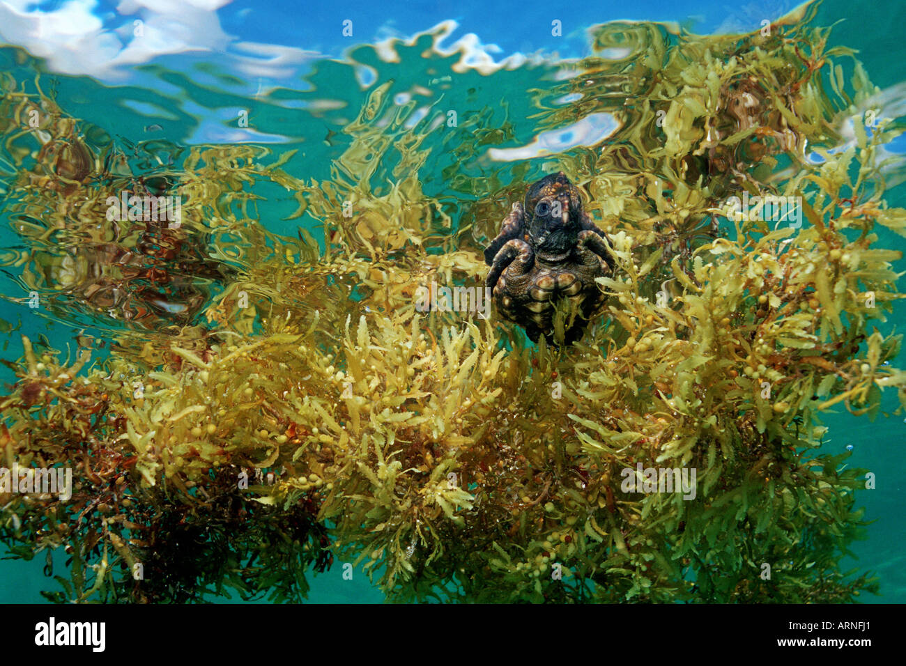 Loggerhead turtle Caretta caretta is found in oceans worldwide They are ...