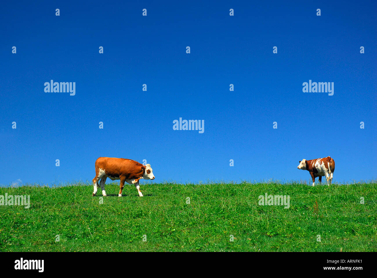 Cattle on grassland, Upper Bavaria, Bavaria, Germany Stock Photo - Alamy