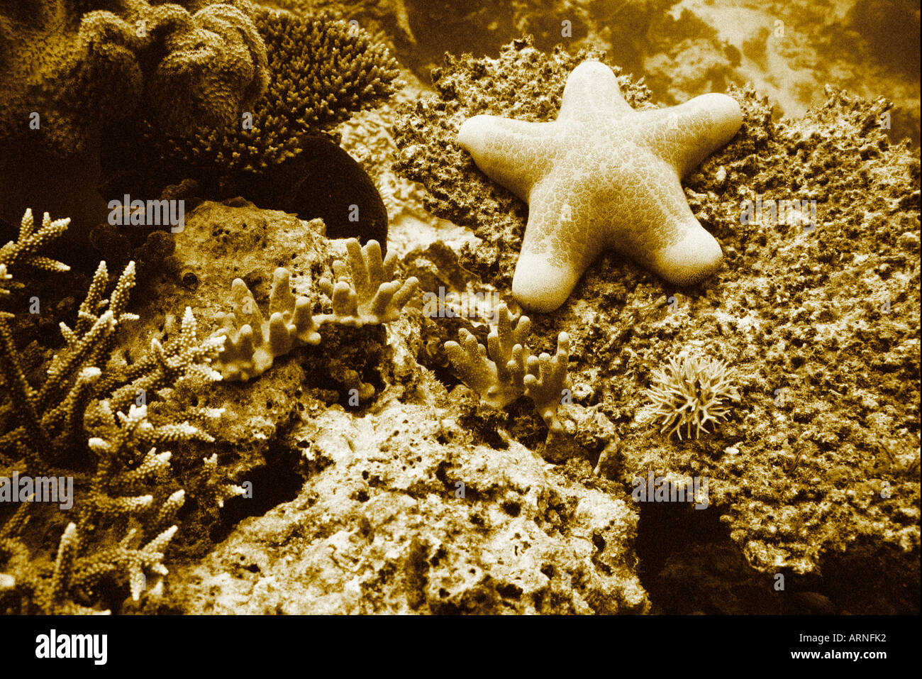 Five point star fish hi-res stock photography and images - Alamy