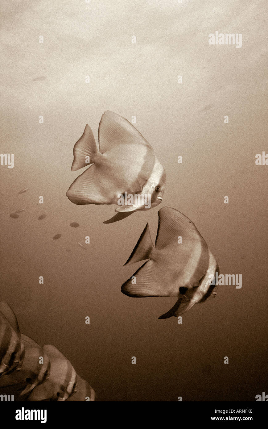 Black bat fish hi-res stock photography and images - Alamy