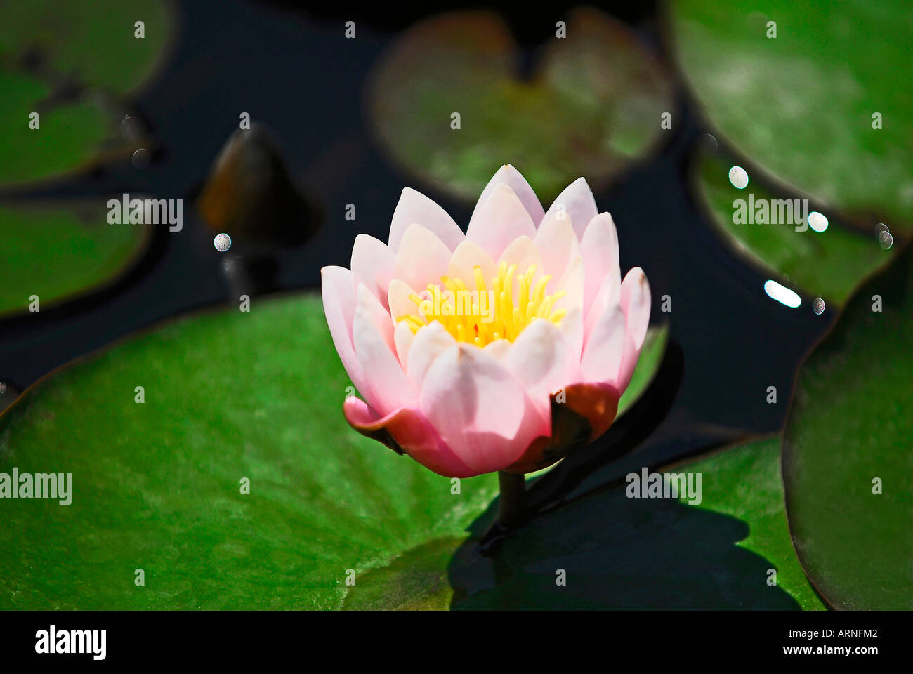 Water Lily - Nymphaea candida Stock Photo - Alamy
