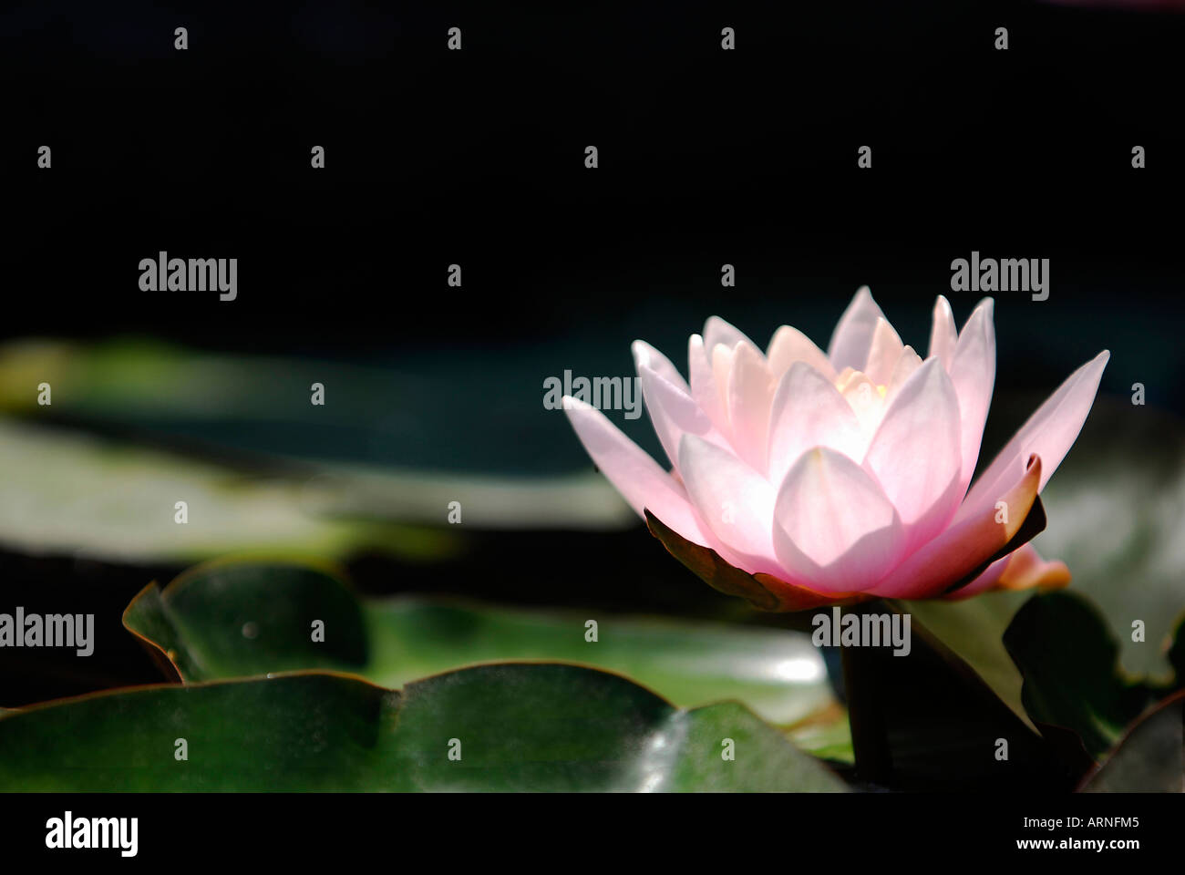 Water Lily - Nymphaea candida Stock Photo - Alamy