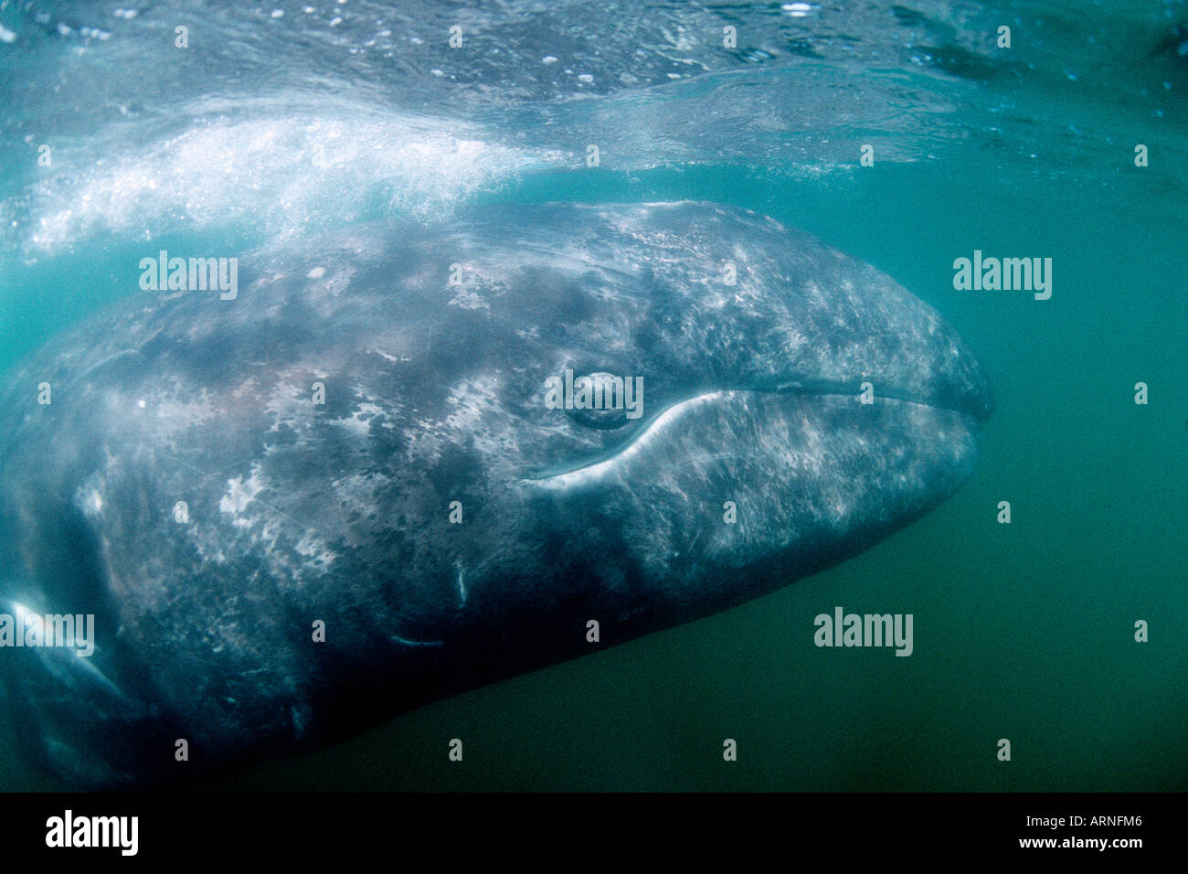 Gray whale Eschrichtius robustus is found in the Pacific ocean They ...