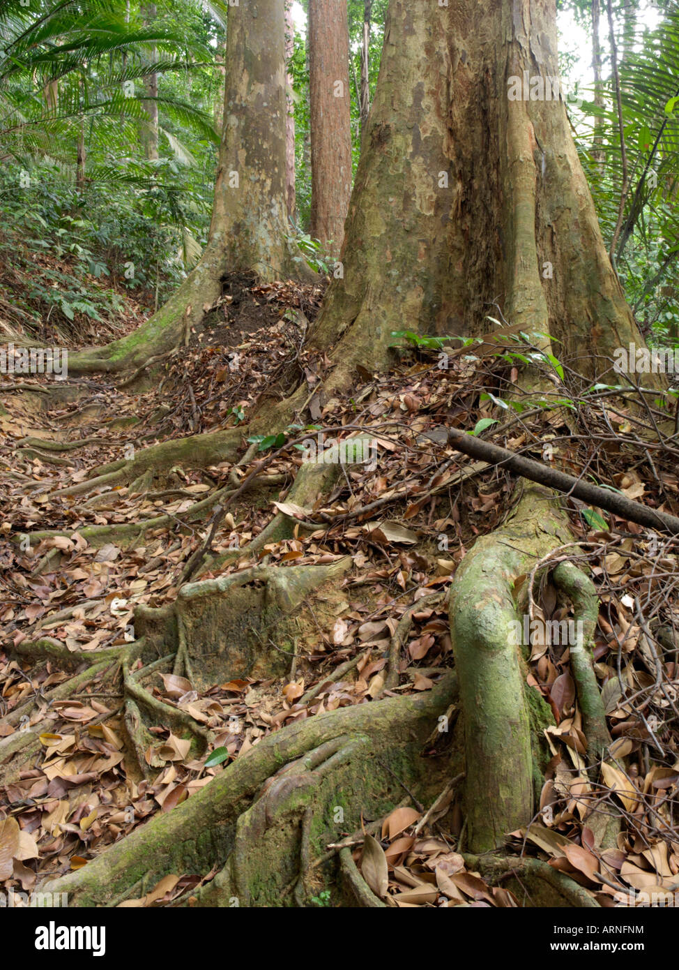 Roots root hi-res stock photography and images - Alamy