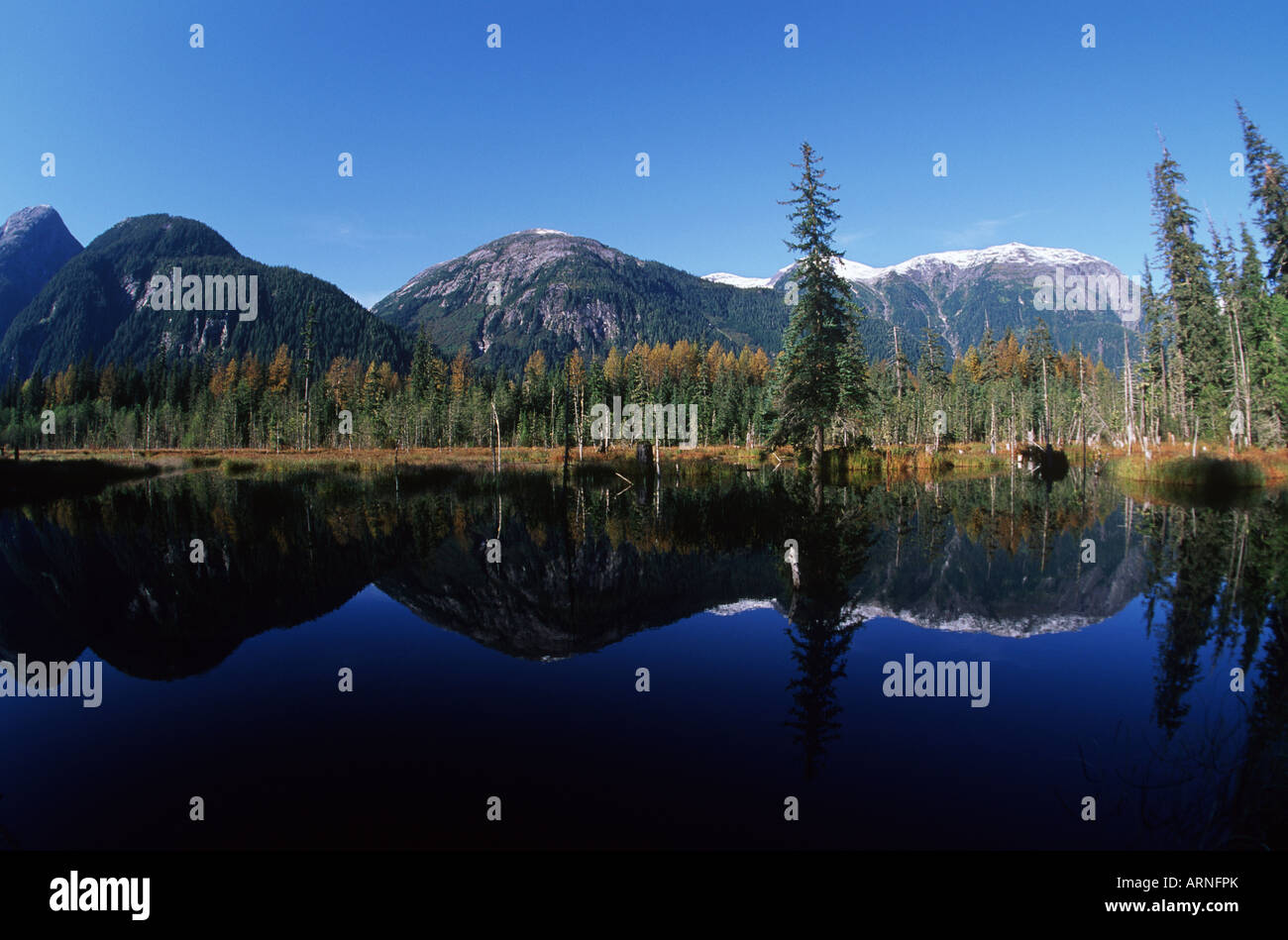 Wetland ecosytem hi-res stock photography and images - Alamy