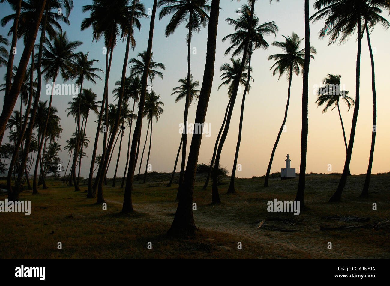 Palmtrees, Goa, India, Asia Stock Photo - Alamy
