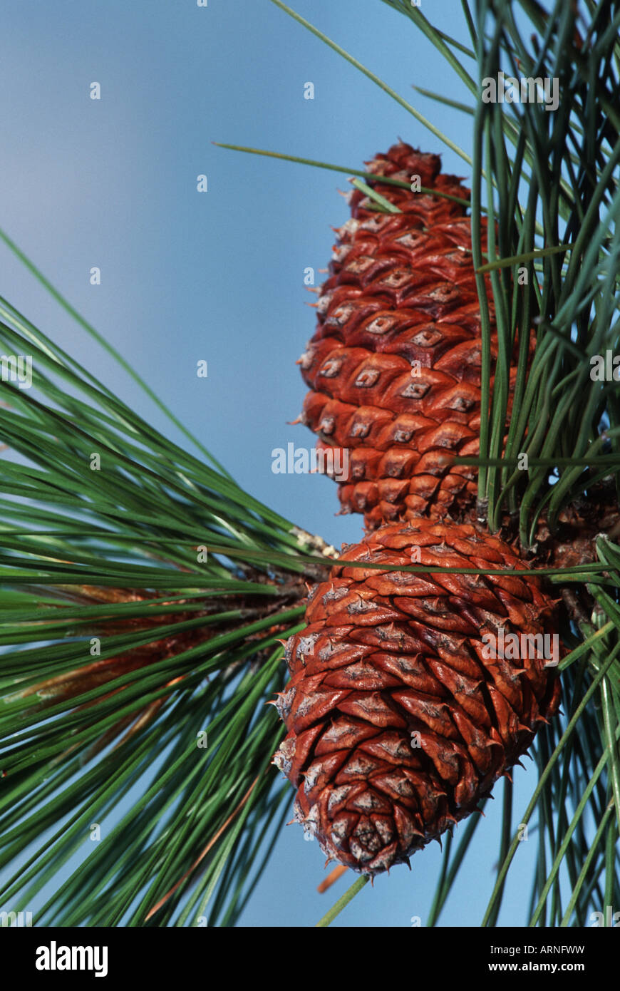 Ponderosa Pine with cones, British Columbia, Canada Stock Photo - Alamy