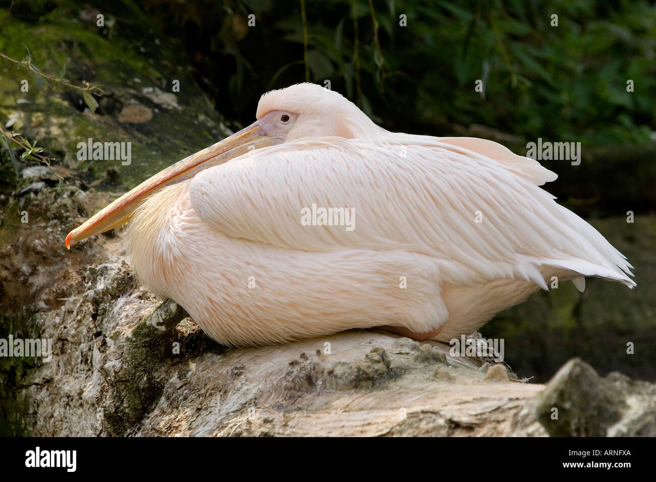 A resting pelican (Pelicanus onocrotalus Stock Photo - Alamy