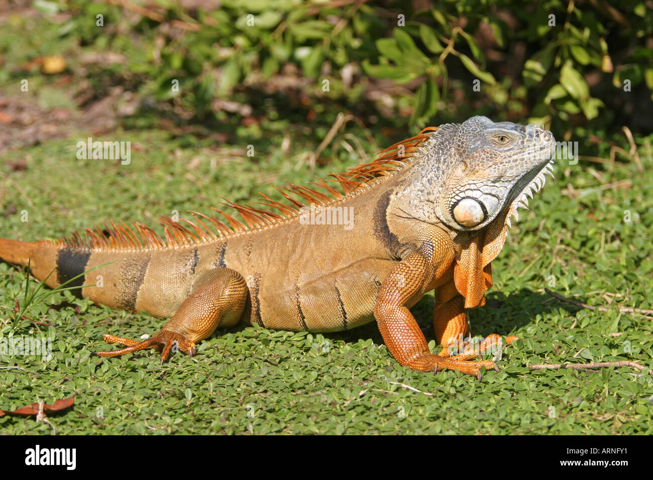 Florida iguana hi-res stock photography and images - Alamy