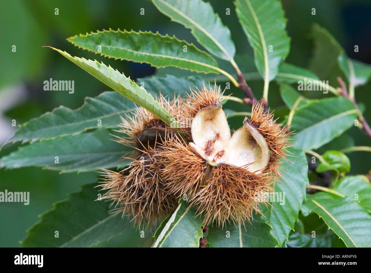 Chestnut Castanea sativa Stock Photo - Alamy