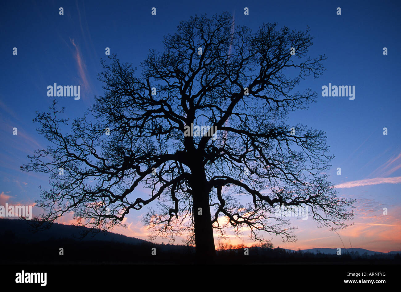 Garry oak trees british columbia hi-res stock photography and images ...